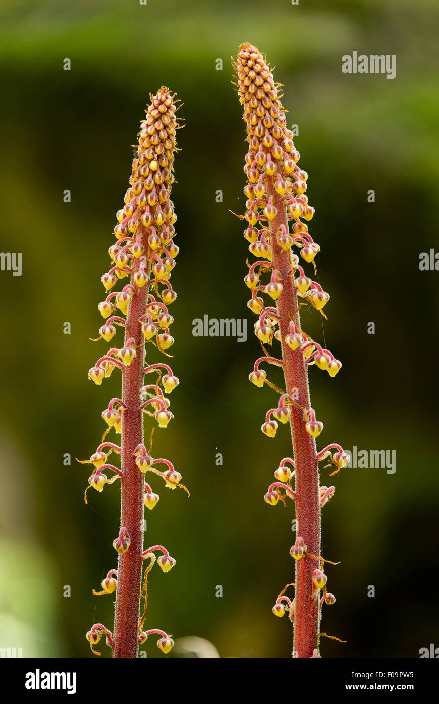 Pinedrops, Wallowa Mountains, Oregon Stock Photo - Alamy