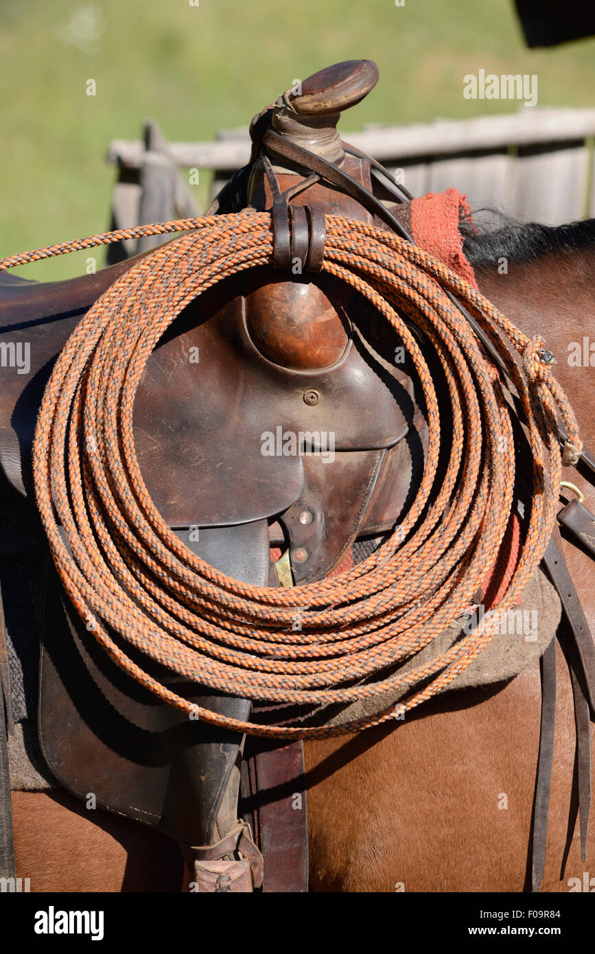 Horse with saddle & lasso, Oregon Stock Photo - Alamy