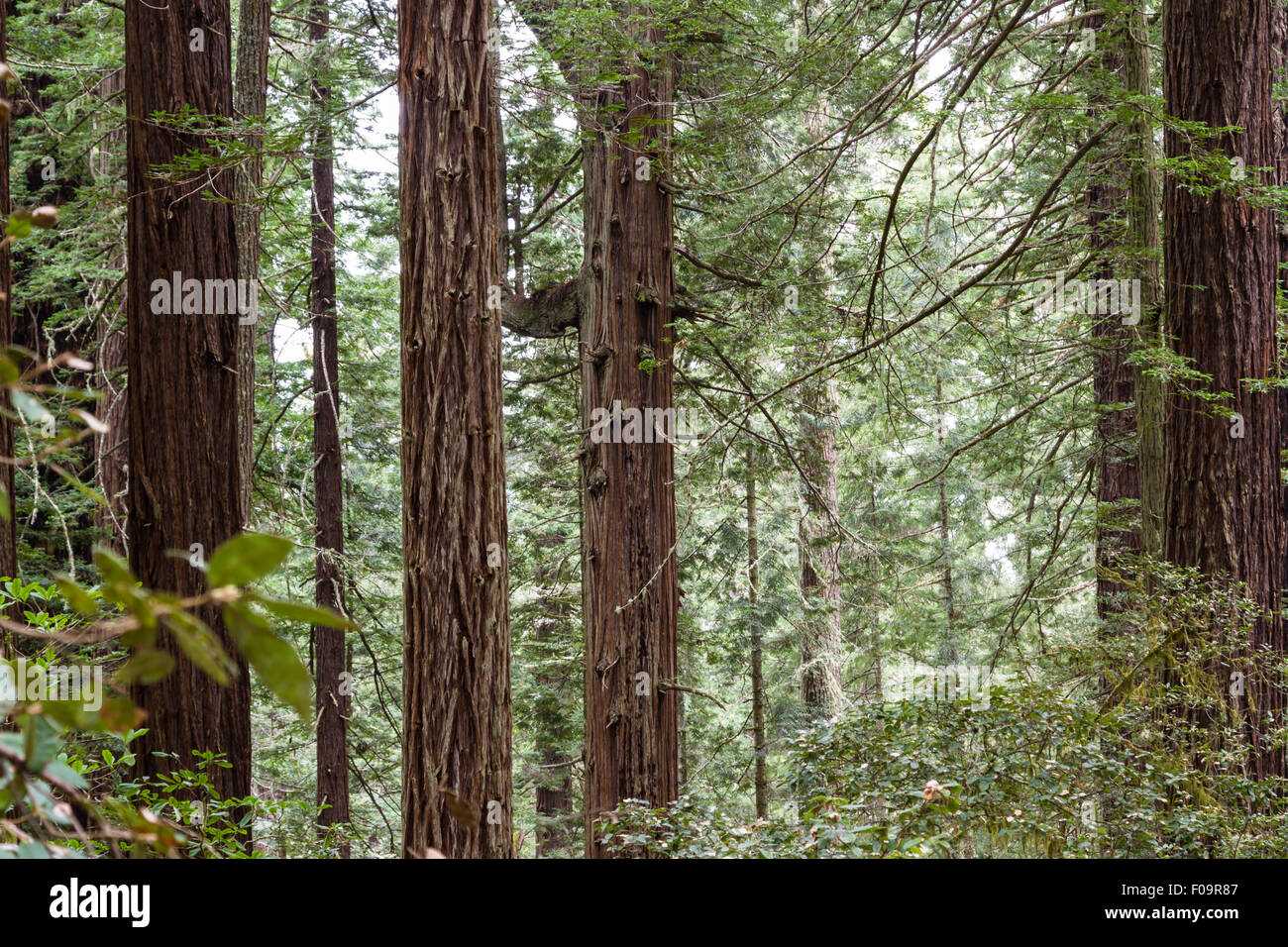 close up of a towering redwood tree in the forest with its distinctive ...