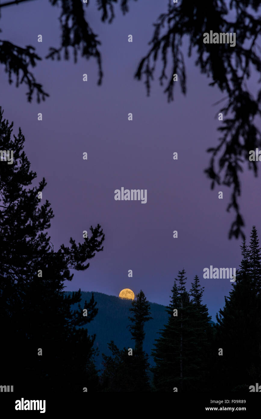 Moon rising over forest hi-res stock photography and images - Alamy