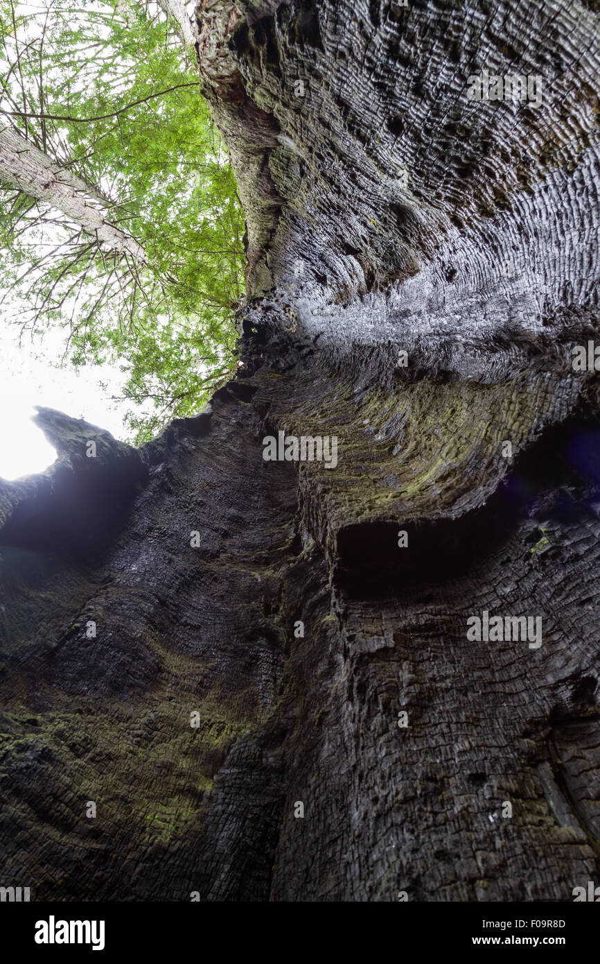 view form the inside of a giant redwood tree years after its collapse ...