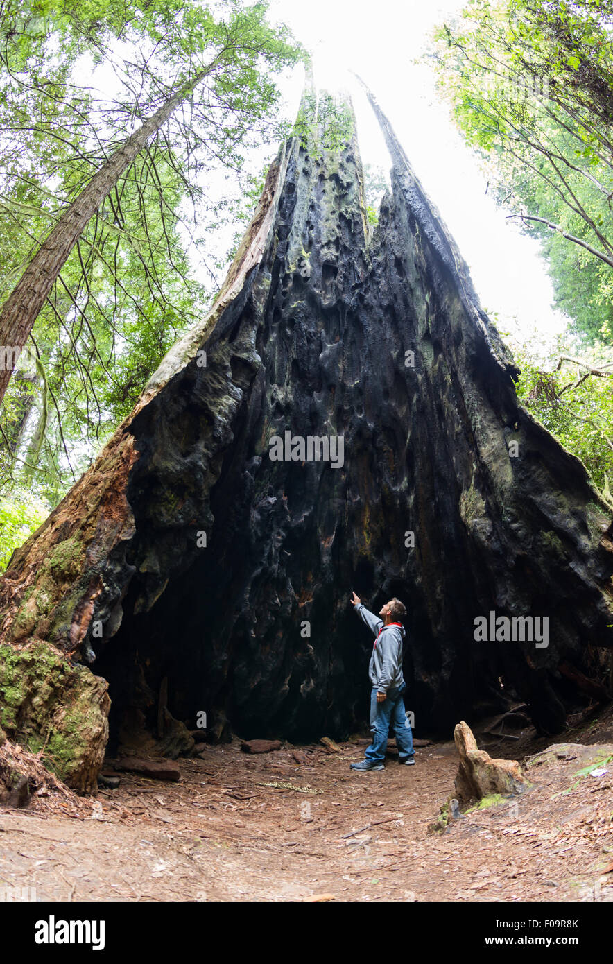 Man standing next tree park hi-res stock photography and images - Alamy