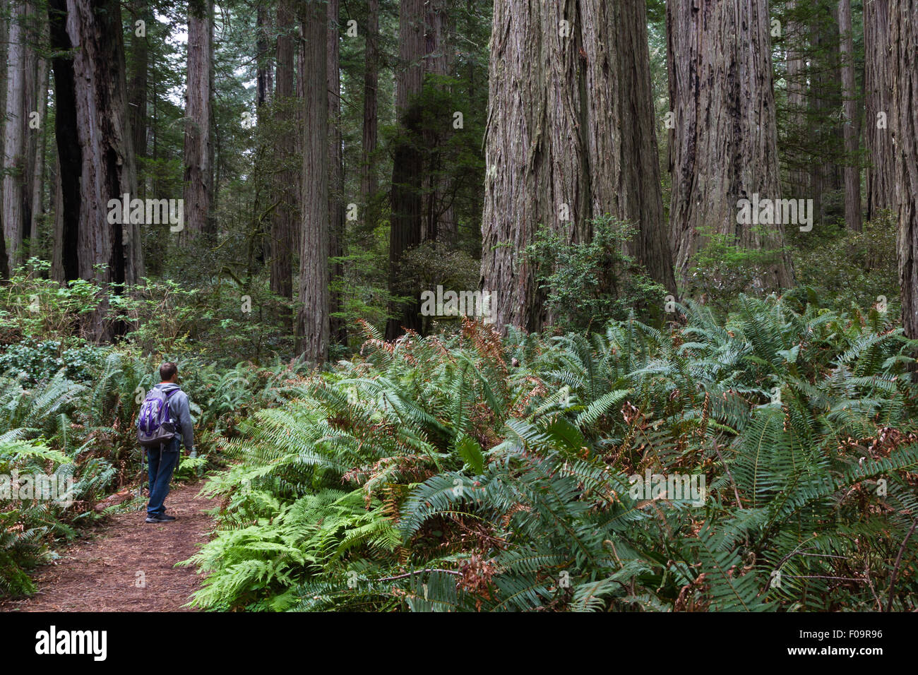 man walking thru a prehistoric looking forest with giant redwood trees ...