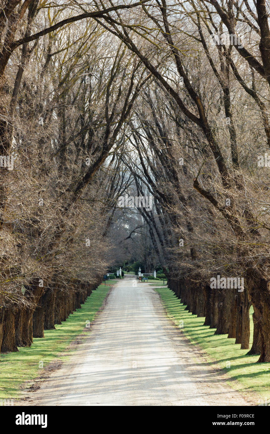 Road Lined With Trees On Both Sides High Resolution Stock Photography ...