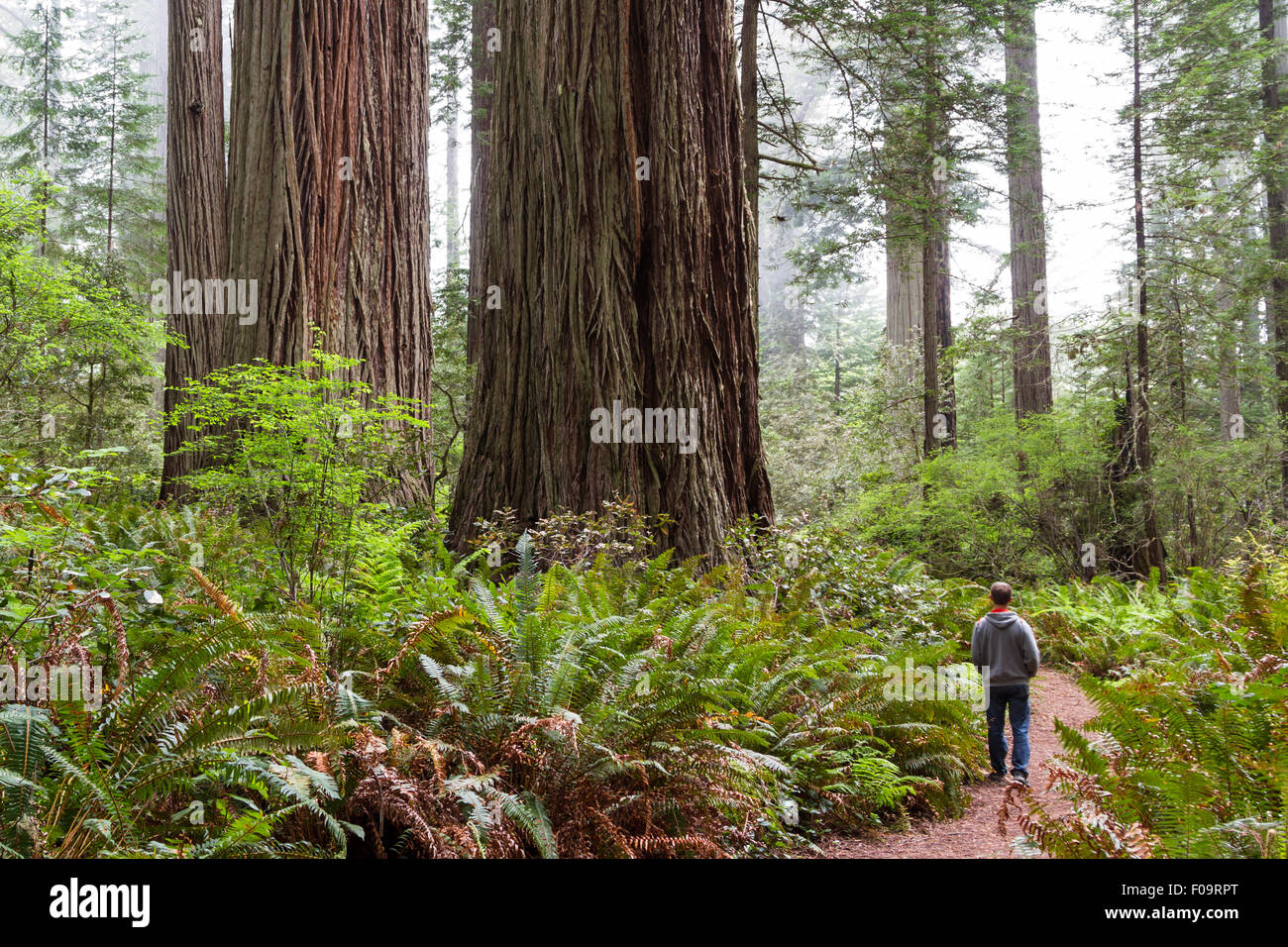 Coastal prehistoric forest hi-res stock photography and images - Alamy