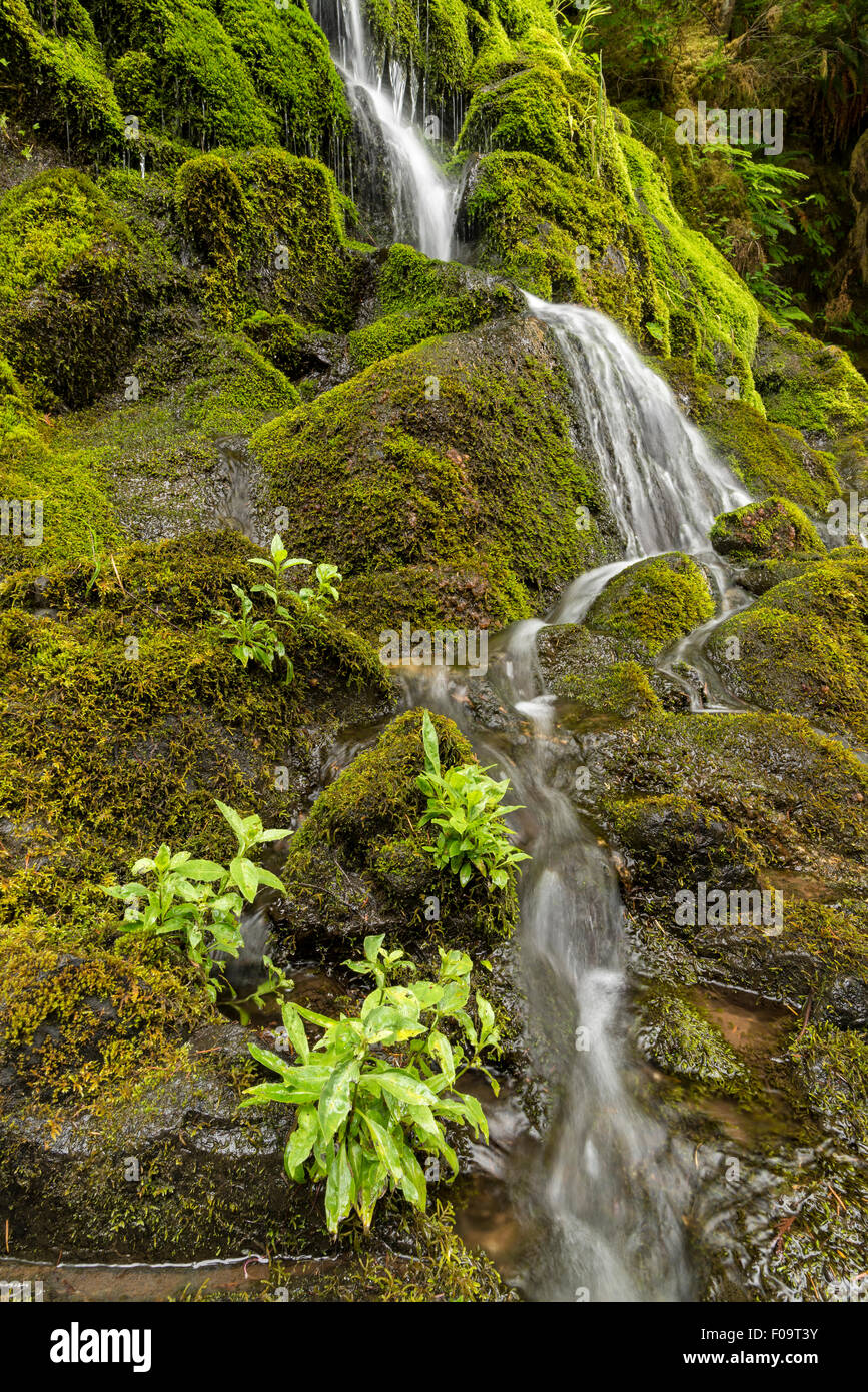Small waterfall pouring down a mossy face, Willamette National Forest ...