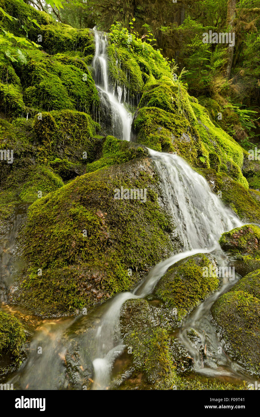 Small waterfall pouring down a mossy face, Willamette National Forest ...