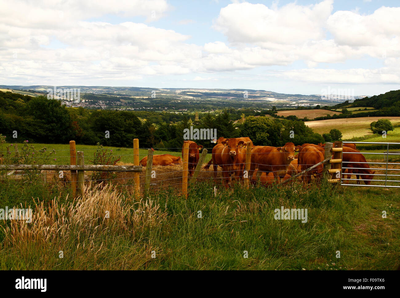 Beef cattle in the Devonshire countryside. Green rolling fields, stone ...