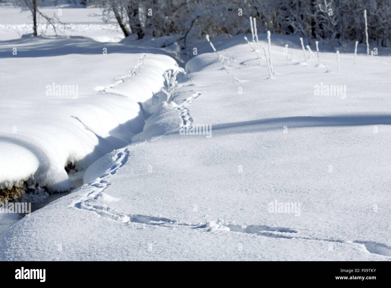 Tracks in snow Stock Photo - Alamy