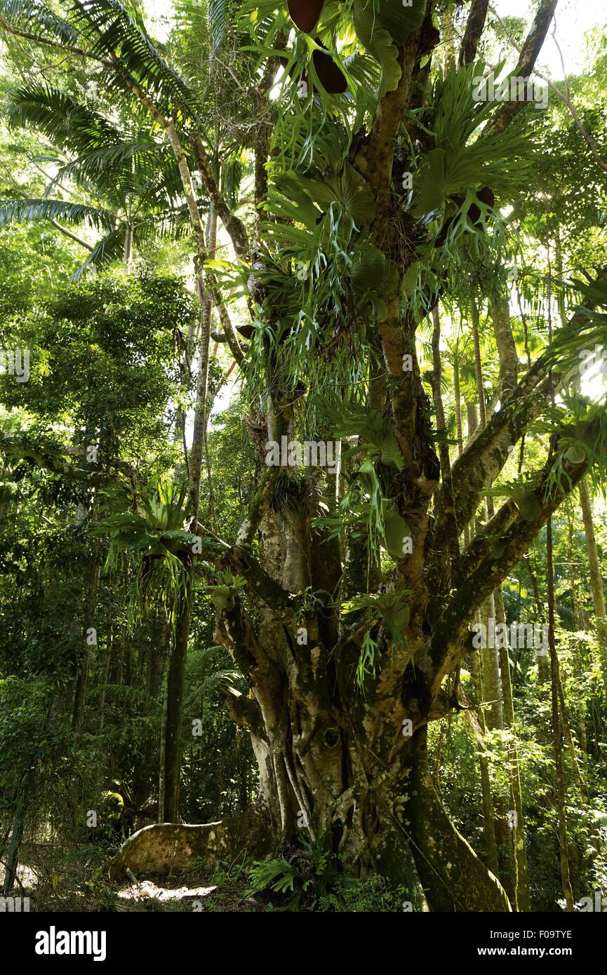 View of forest in Fraser Island in Queensland, Australia Stock Photo ...