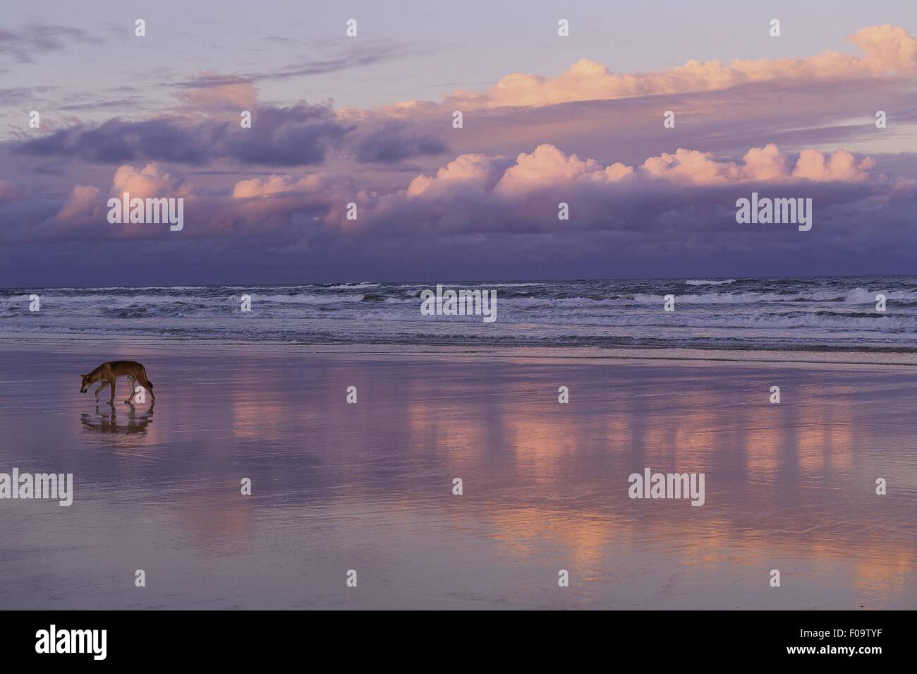 Dingo at beach in Fraser Island, Queensland, Australia Stock Photo - Alamy