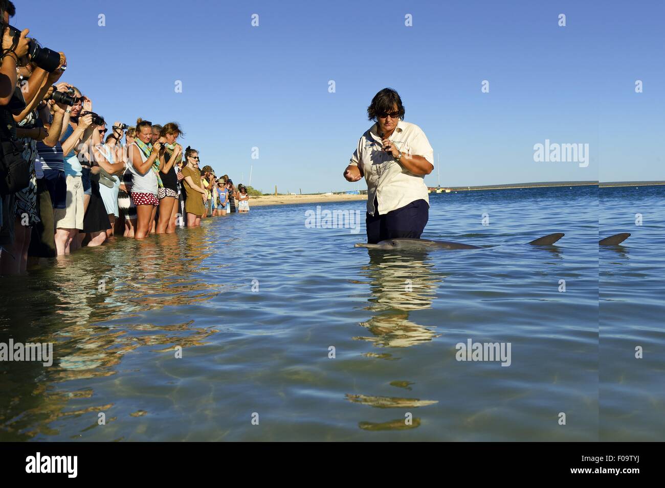Tourists photographing woman with dolphin in Shark Bay, Monkey Mia ...