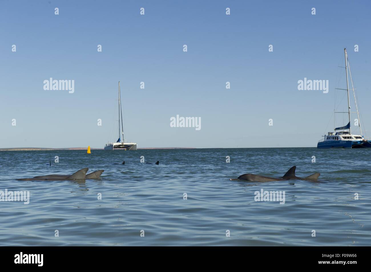Dolphins and yacht in Shark Bay, Monkey Mia, Australia Stock Photo - Alamy