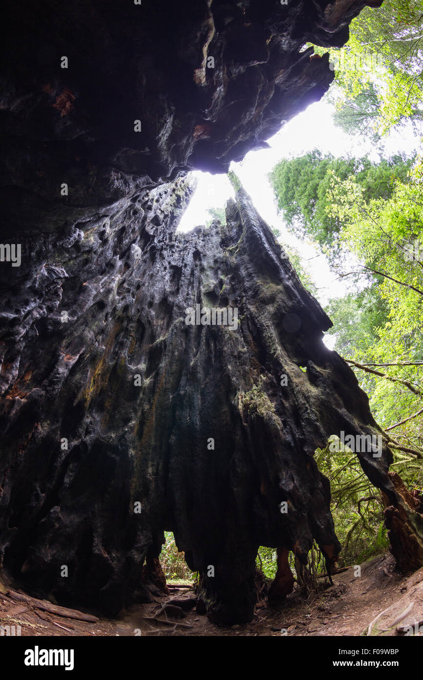 view form the inside of a giant redwood tree years after its collapse ...