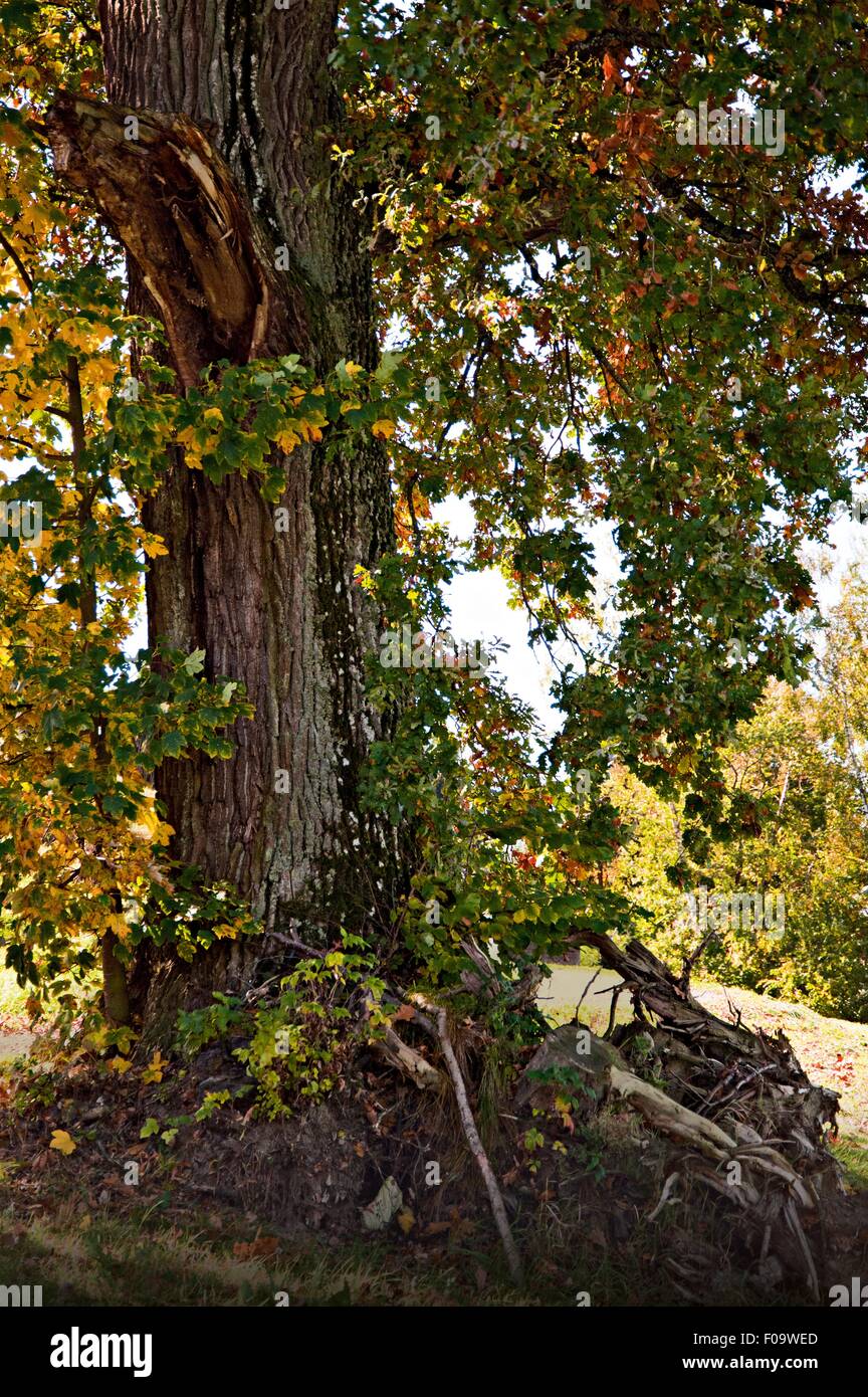 View of tree with green leaves and roots Stock Photo - Alamy