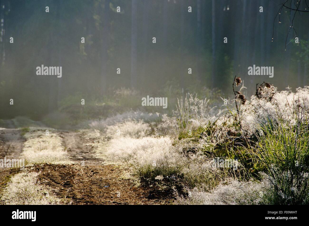 View of Warmia-Masuria near Mikolajki forest path in Poland Stock Photo ...