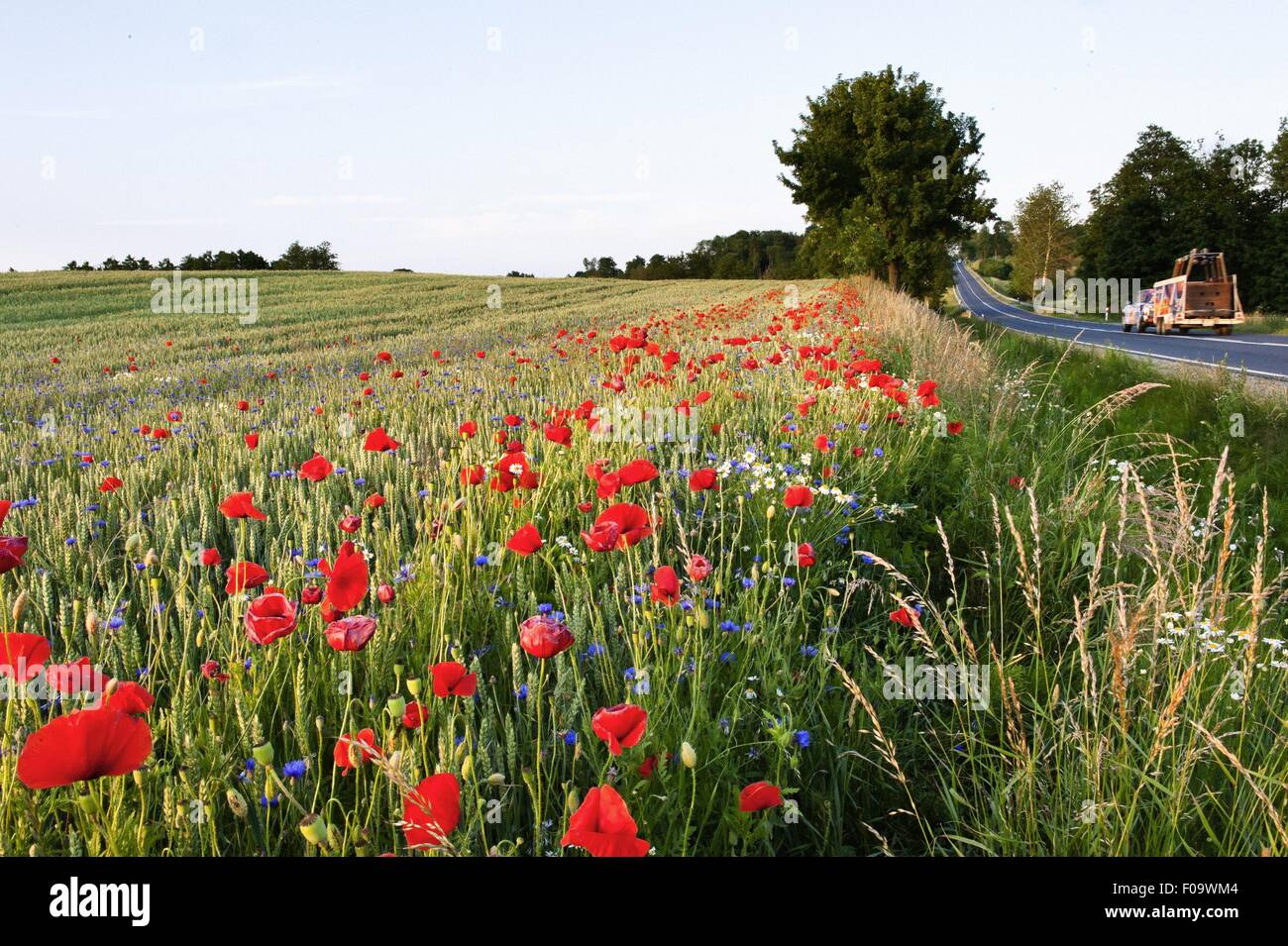Field of poppy plant in Mikolajki, Warmia-Masuria, Poland Stock Photo ...