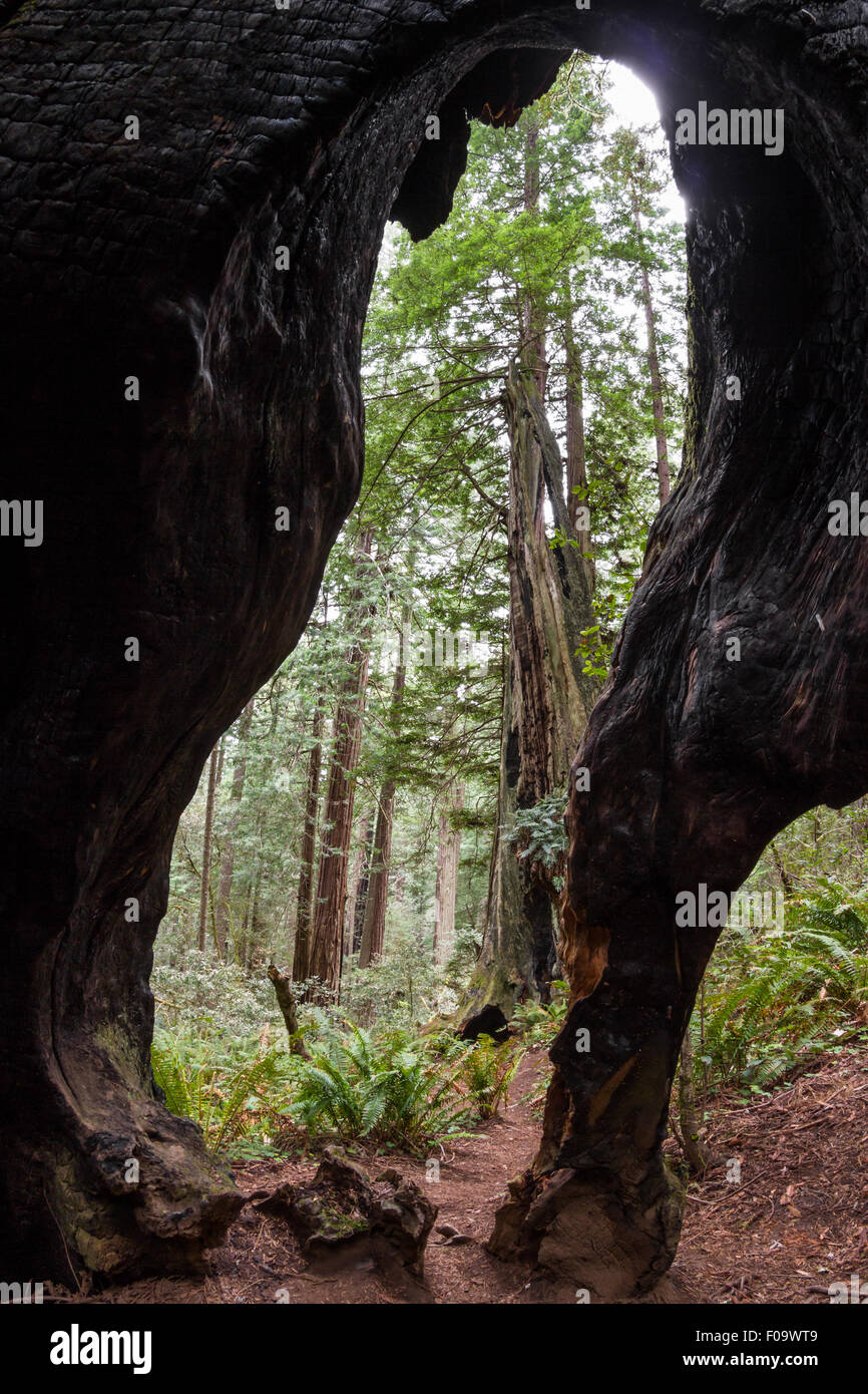view form the inside of a giant redwood tree years after its collapse ...