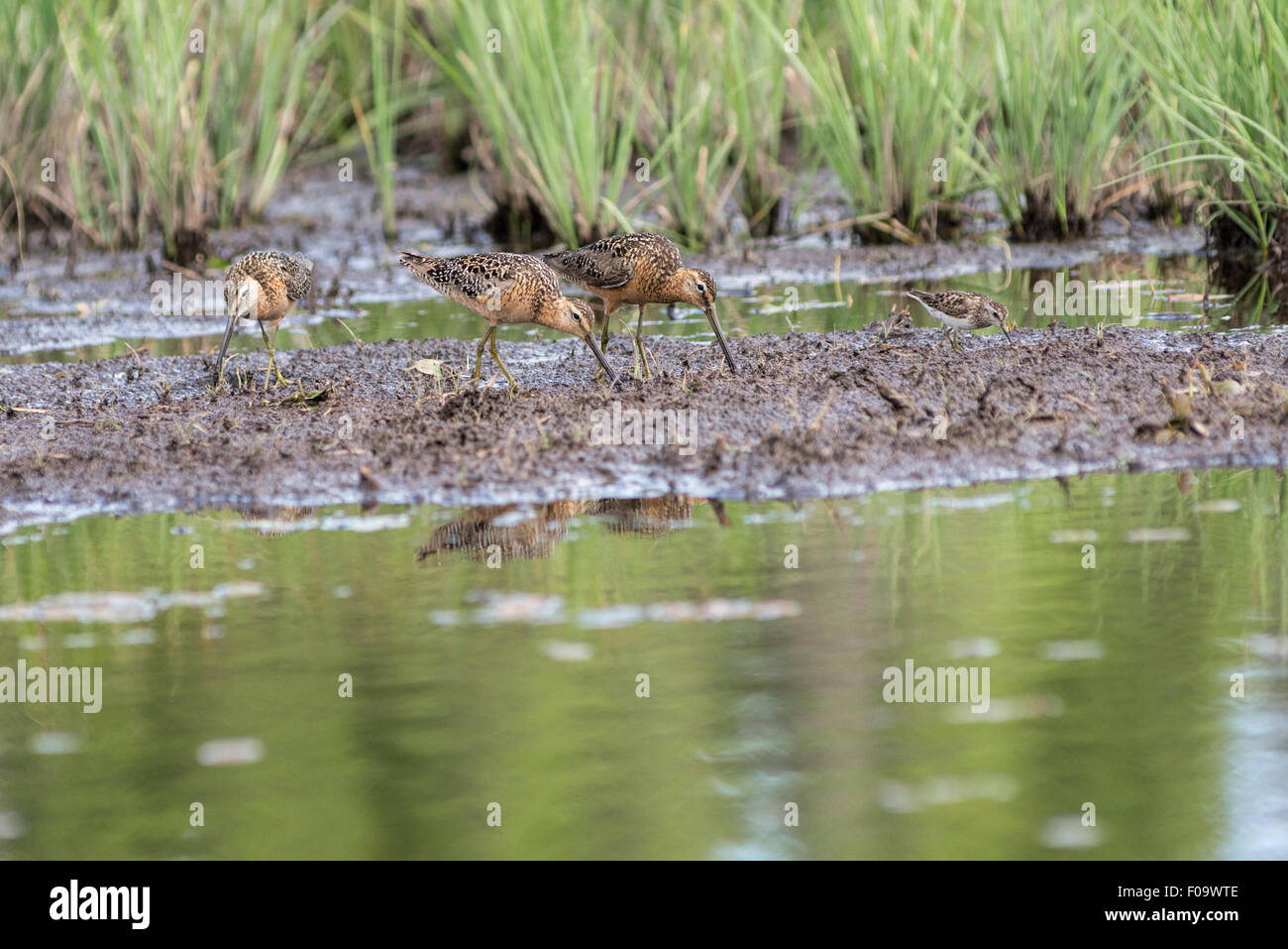 Big marsh hi-res stock photography and images - Alamy