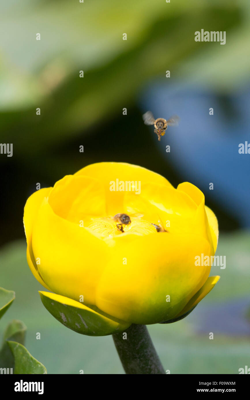Lily flower bee hi-res stock photography and images - Alamy