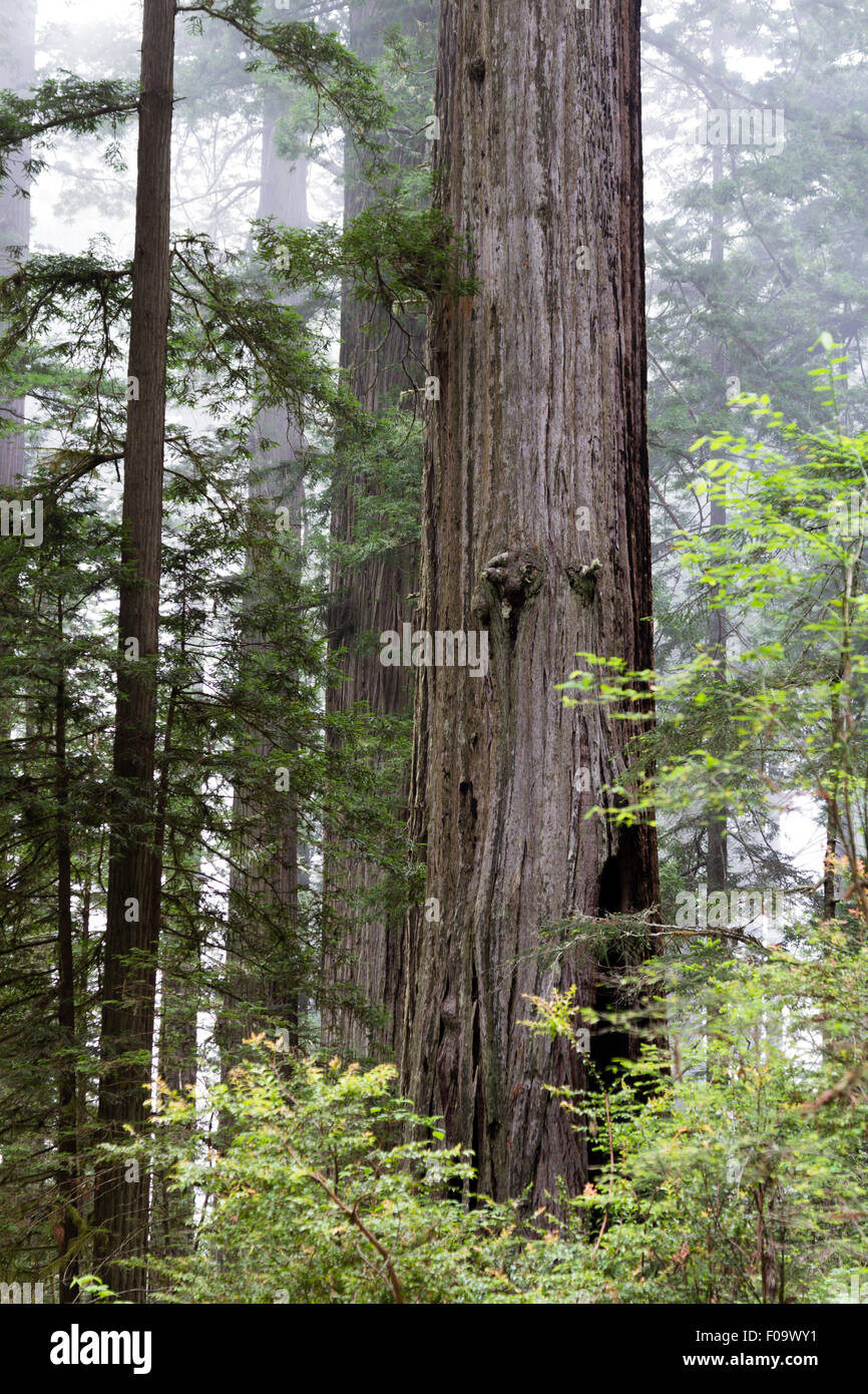 close up of a towering redwood tree in the forest with its distinctive ...