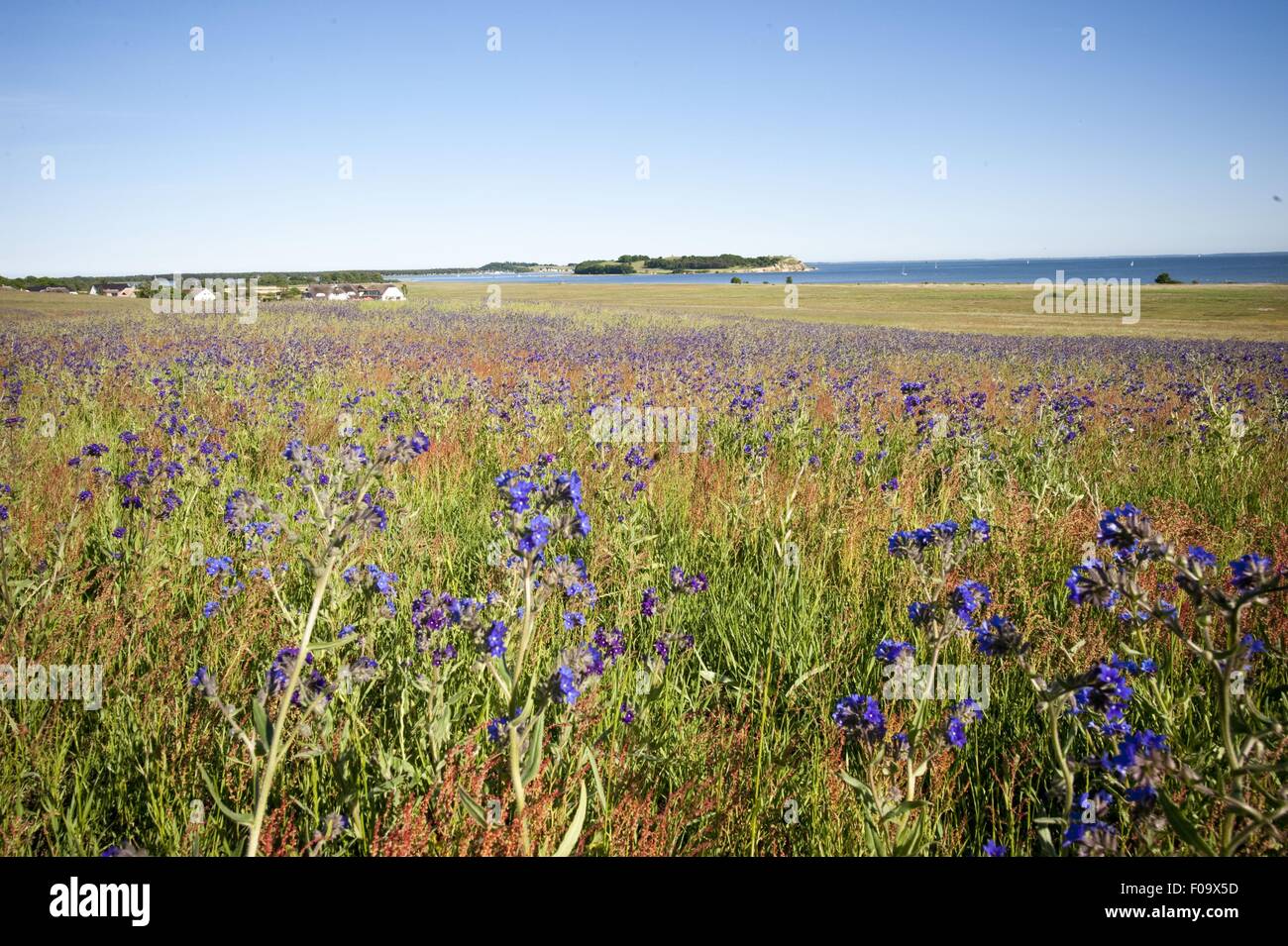 Cornflower field on Monchgut, Rugen, Germany peninsula Stock Photo - Alamy