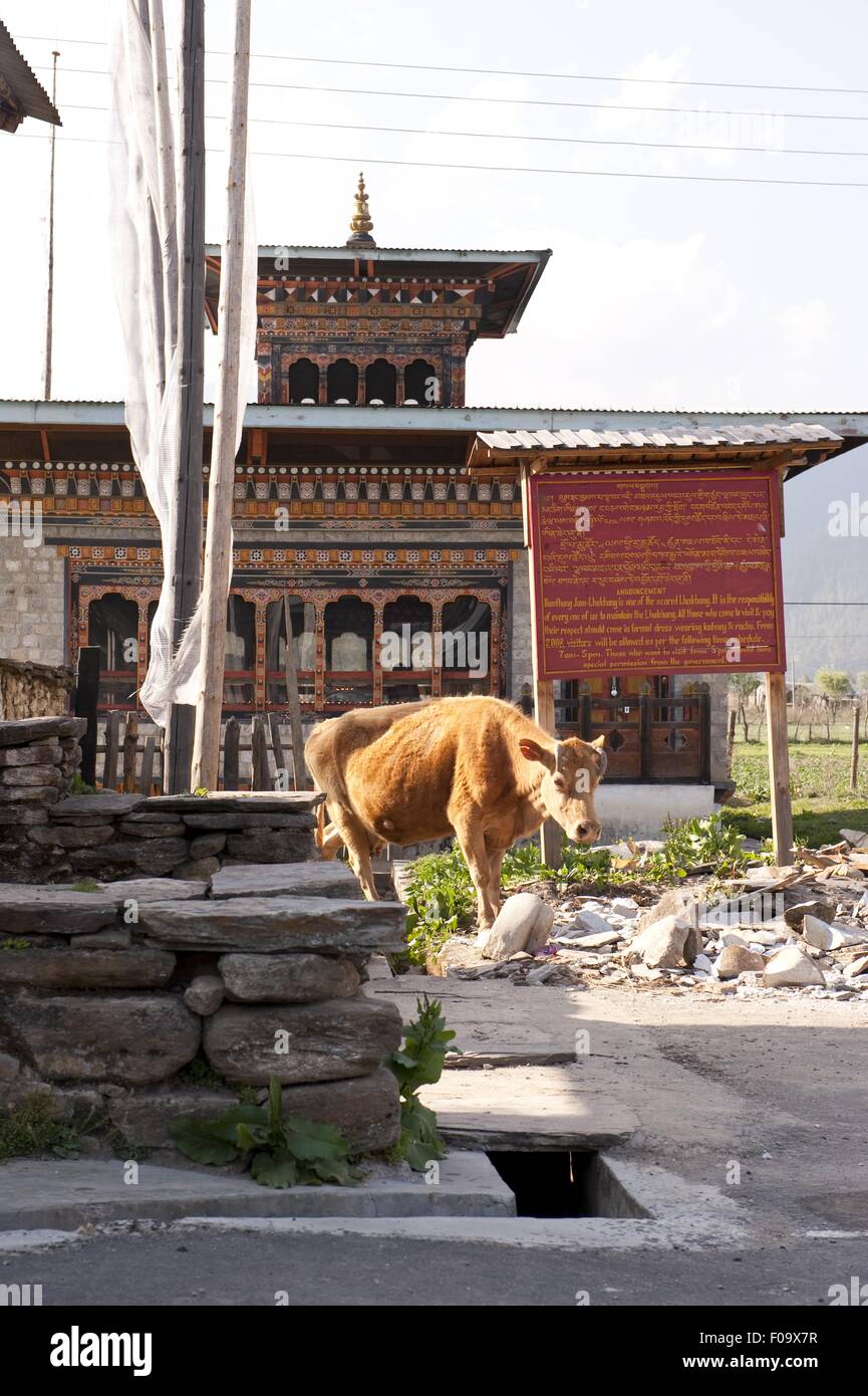 Cow standing in front of Jampey Lhakhang temple, Bhutan Stock Photo - Alamy