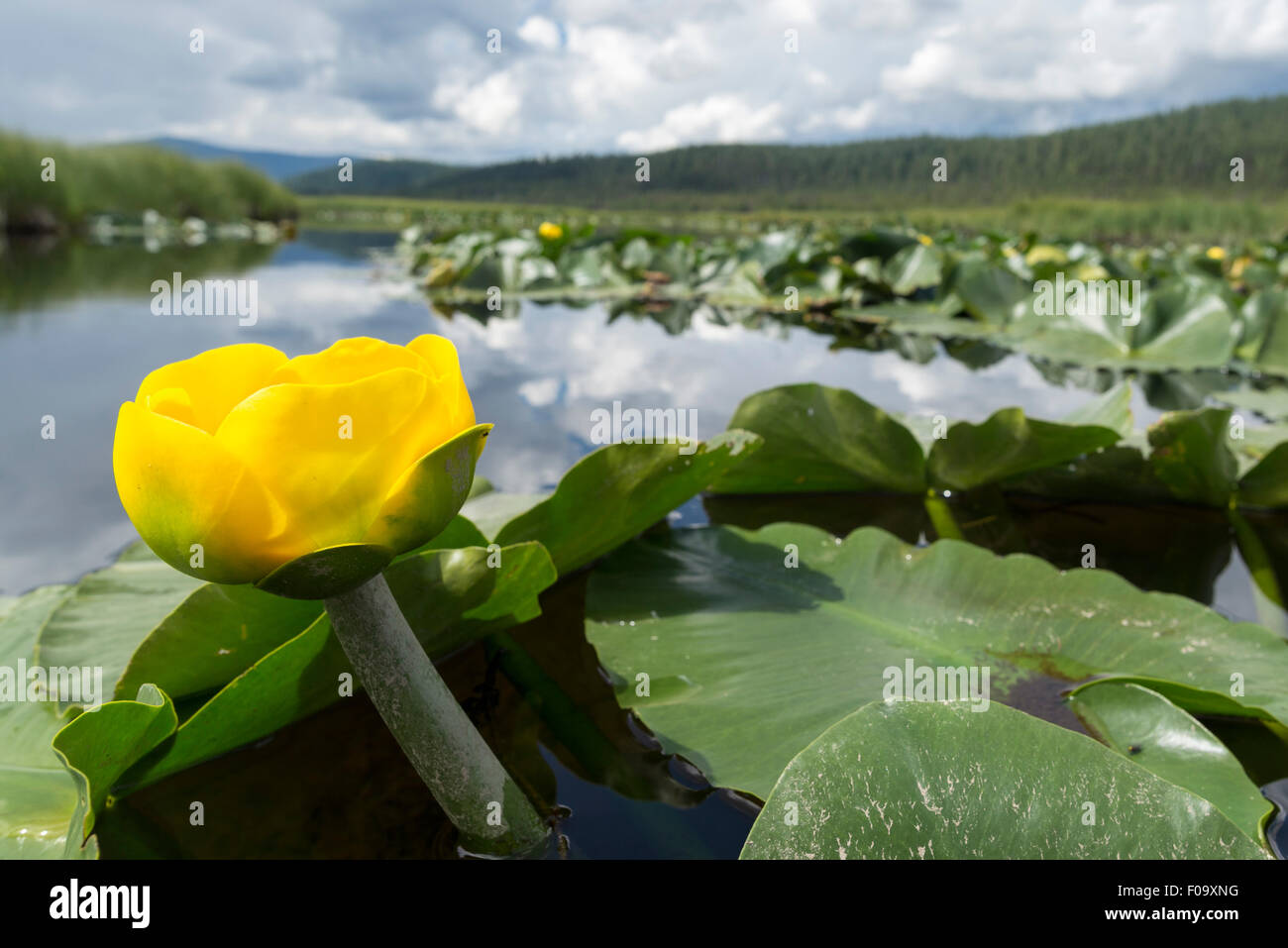 Flower yellow marsh wetland hi-res stock photography and images - Alamy