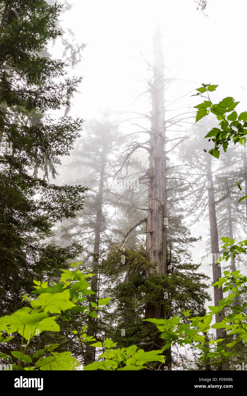 wide angle view of some of the tallest trees in the world, the redwoods ...