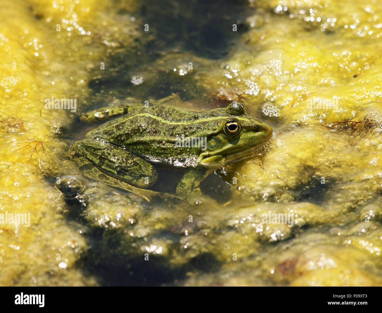 Animal animals asia biotope cappadocia hi-res stock photography and ...