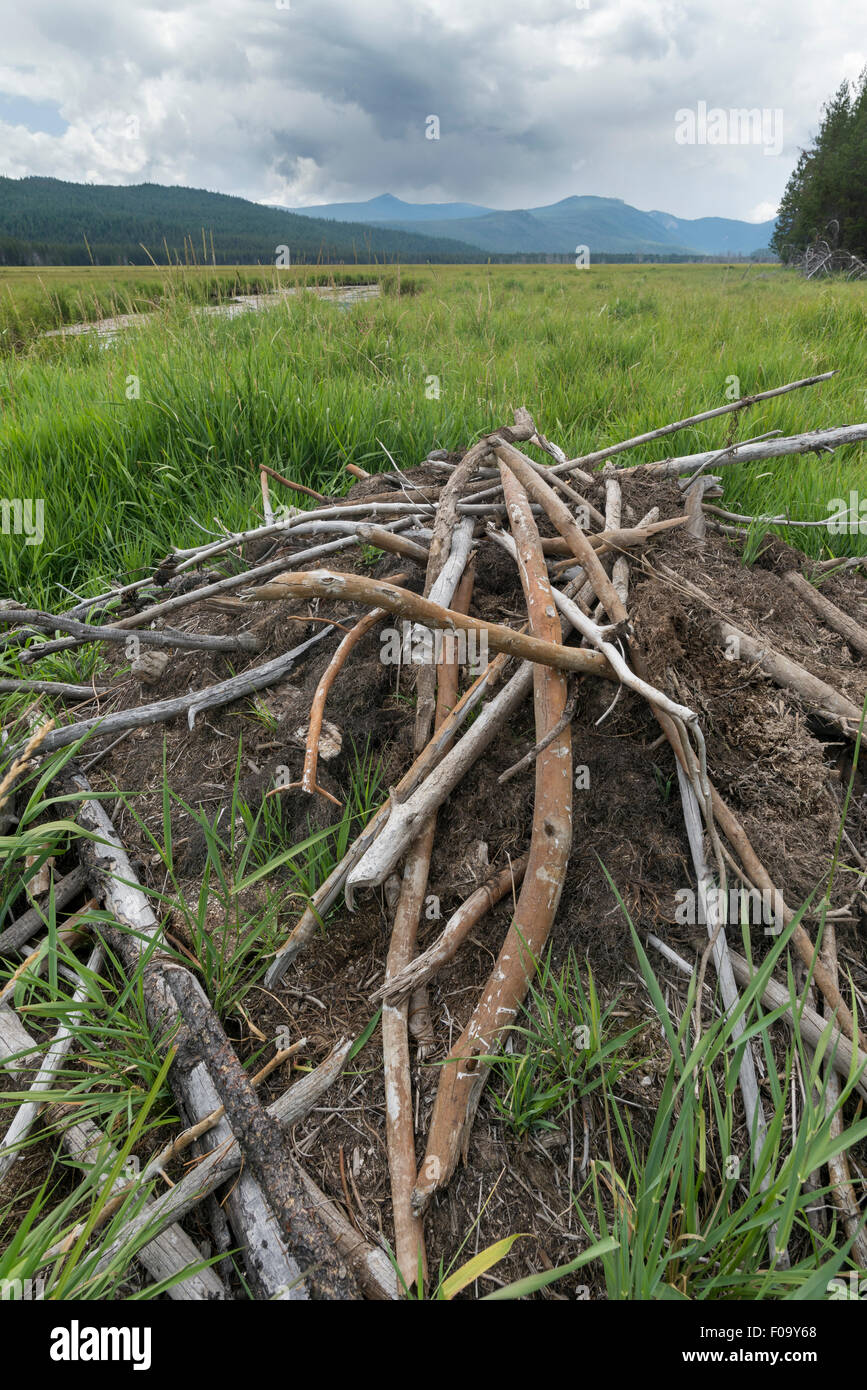 Beaver dam, Big Marsh, Oregon Stock Photo - Alamy