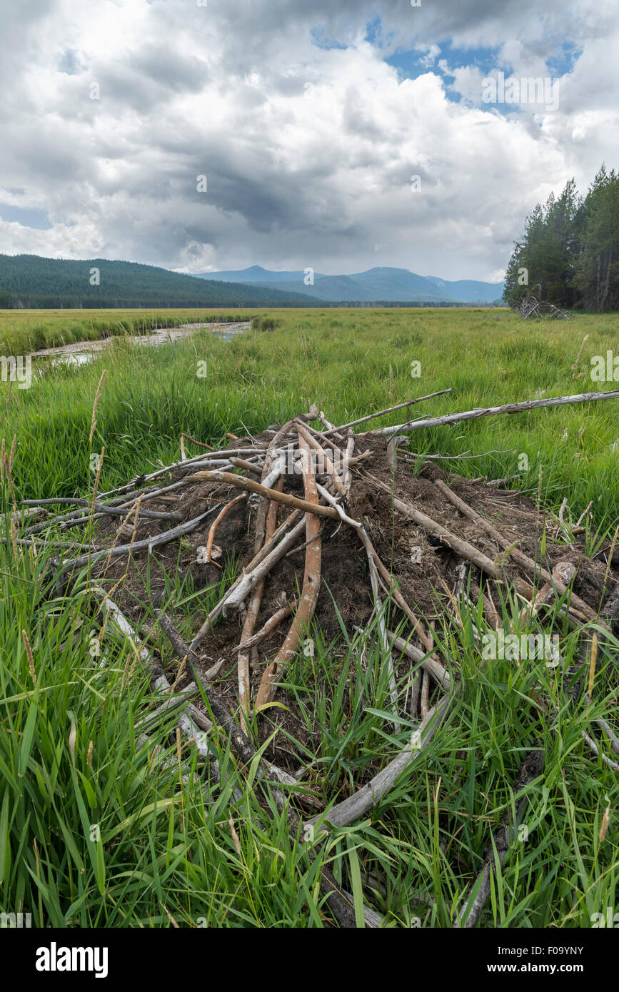Beaver dam, Big Marsh, Oregon Stock Photo - Alamy