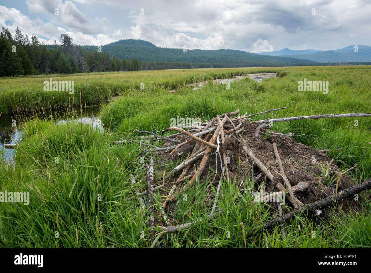Oregon beaver hi-res stock photography and images - Alamy