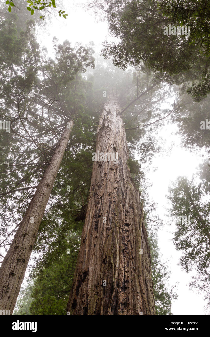 wide angle view of some of the tallest trees in the world, the redwoods ...