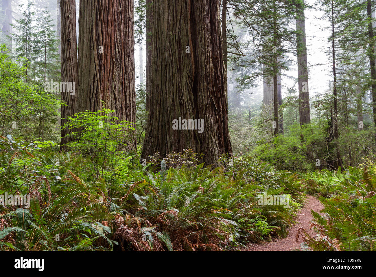 beautiful park in northern California with hiking trails in a natural ...