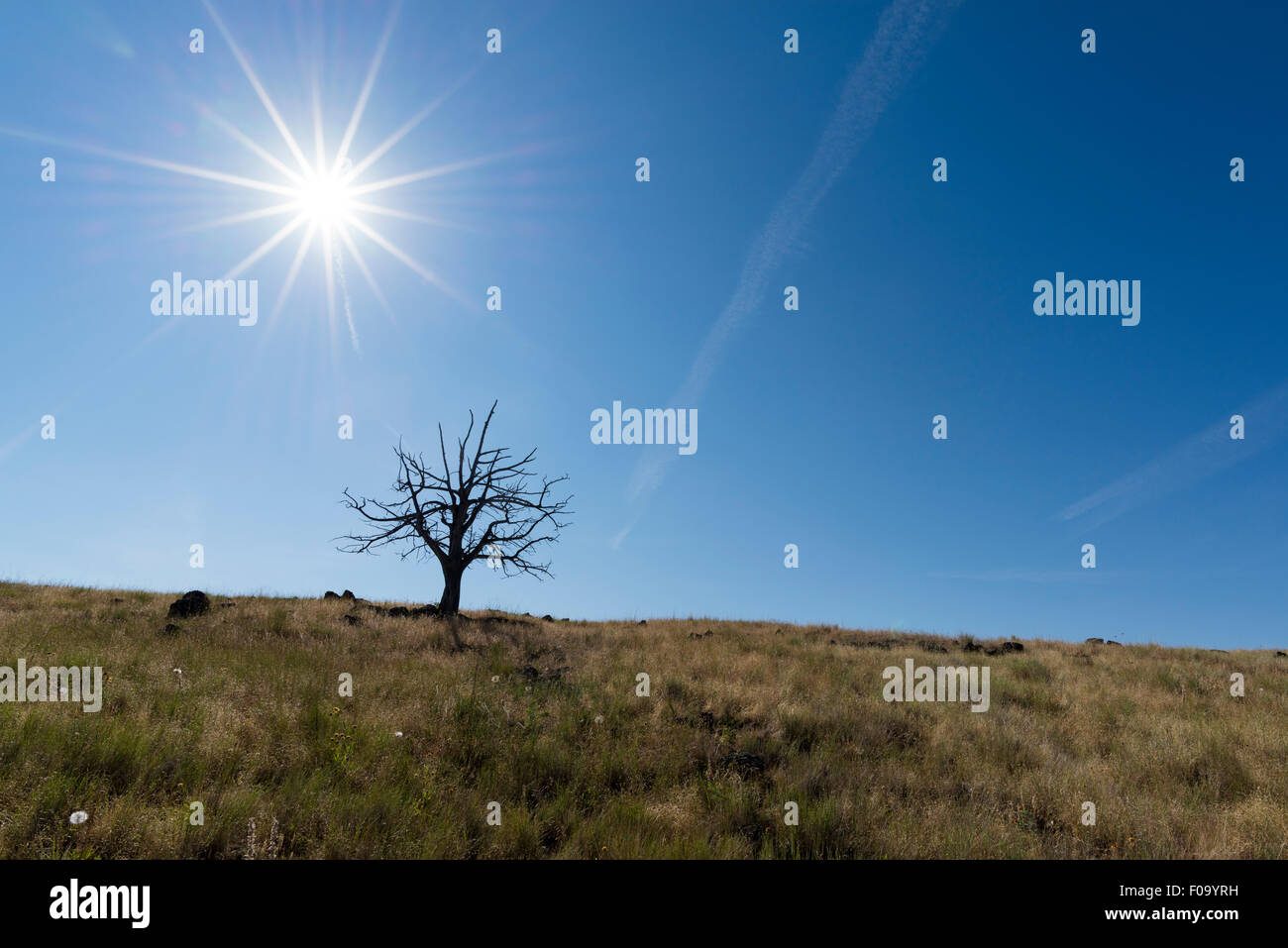 Juniper tree silhouette hi-res stock photography and images - Alamy