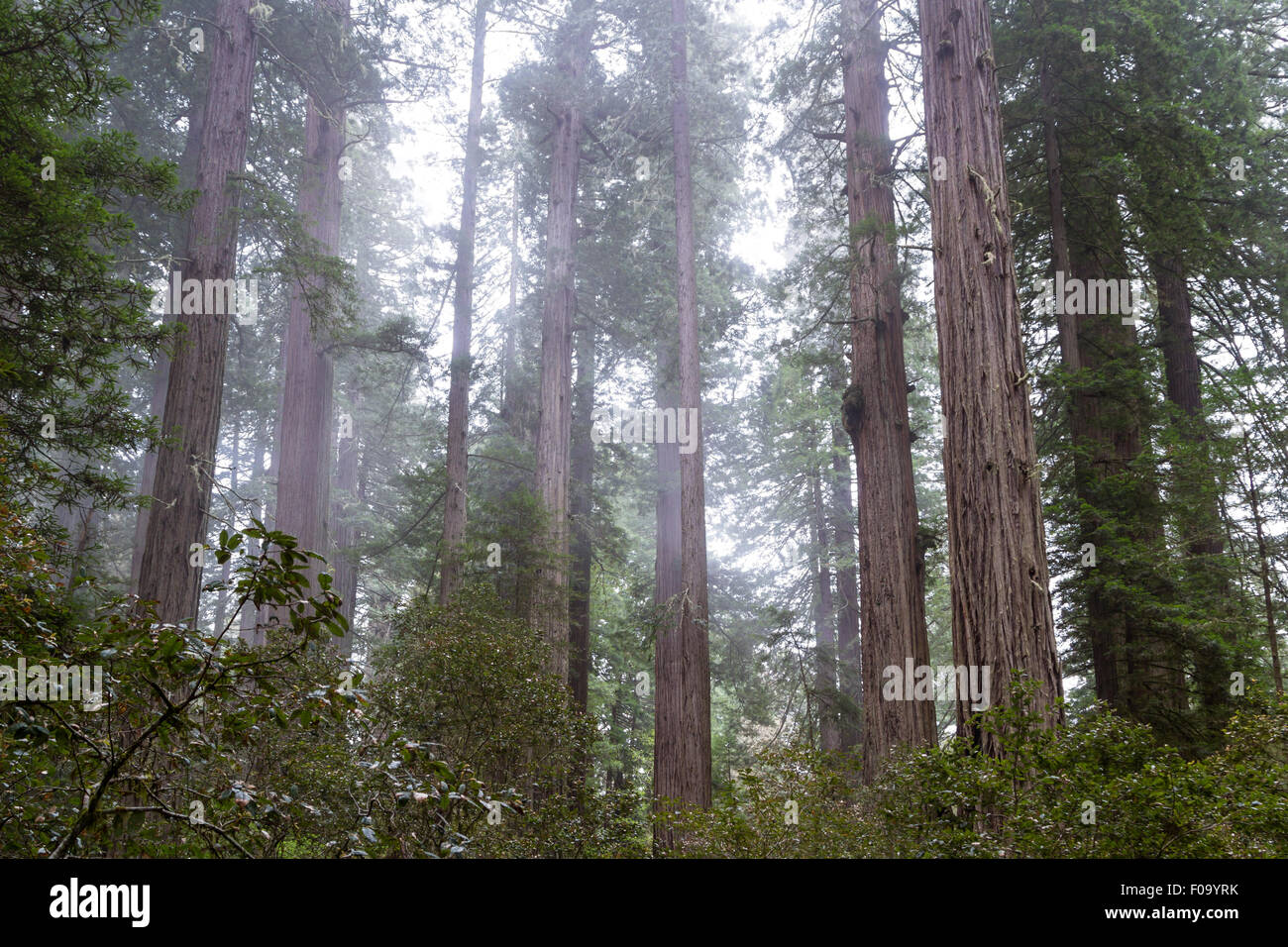 Northern california redwood hi-res stock photography and images - Alamy