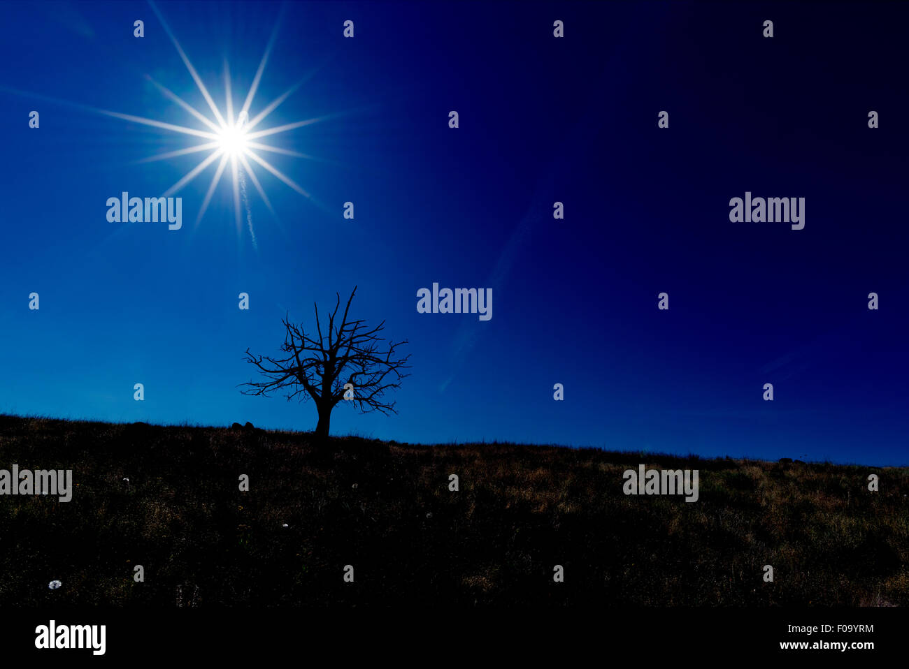 Juniper tree in grassland, Long Valley, Oregon Stock Photo - Alamy