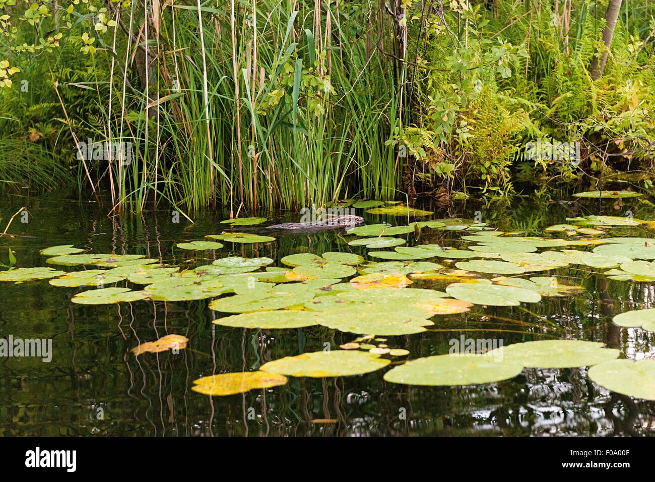 Animal beaver swimming in lake between water lilies and reeds Stock ...