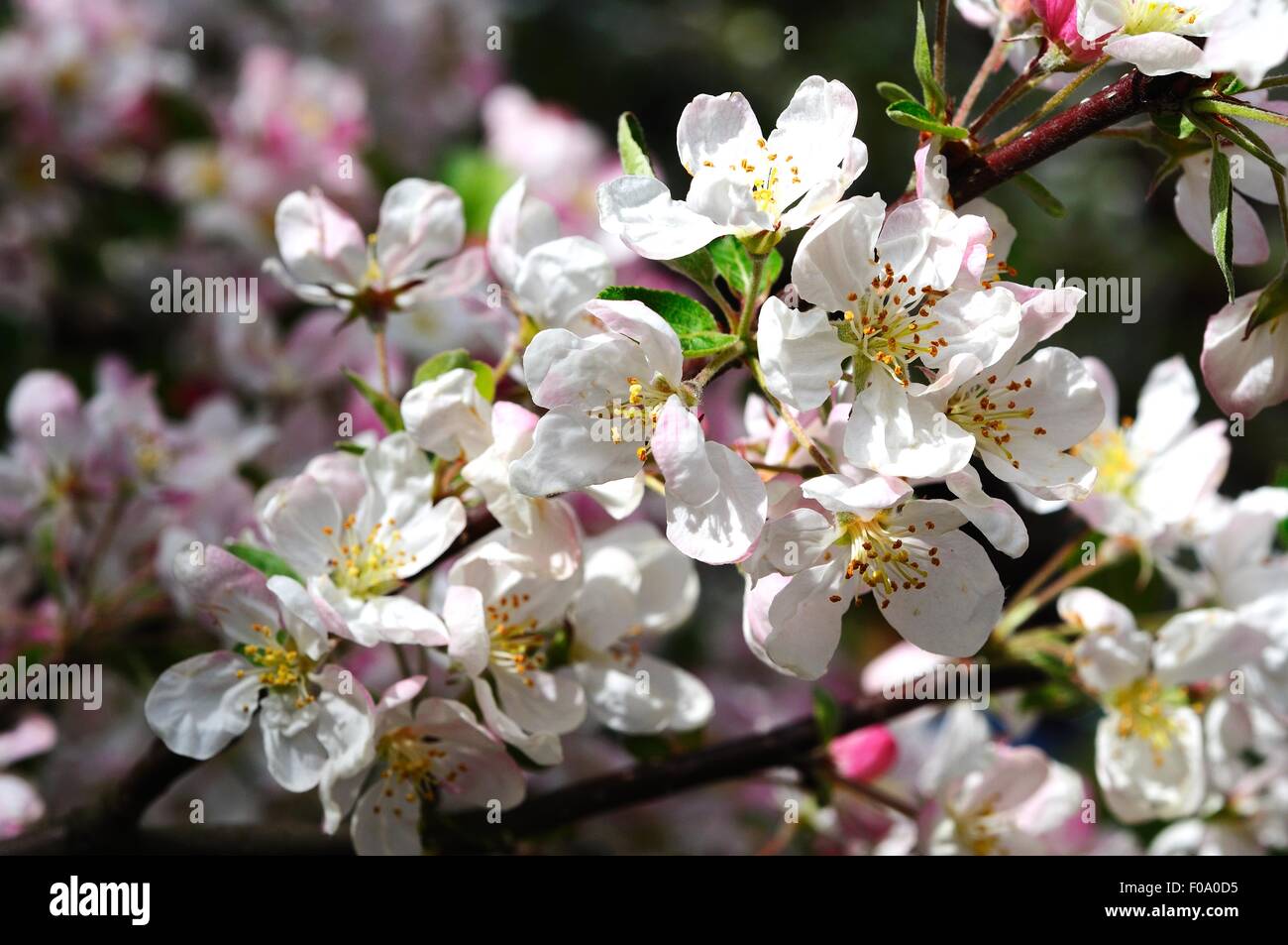 Crab apple tree blossom in the Springtime, England, UK, Western Europe ...