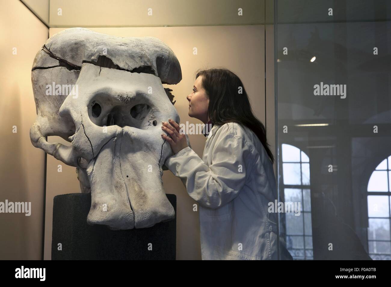 Skull of an elephant hi-res stock photography and images - Alamy