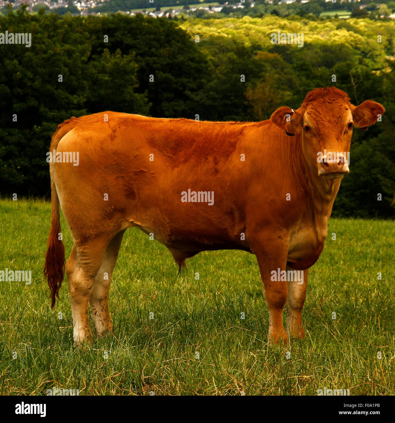 Beef cattle in the Devonshire countryside. Green rolling fields, stone ...