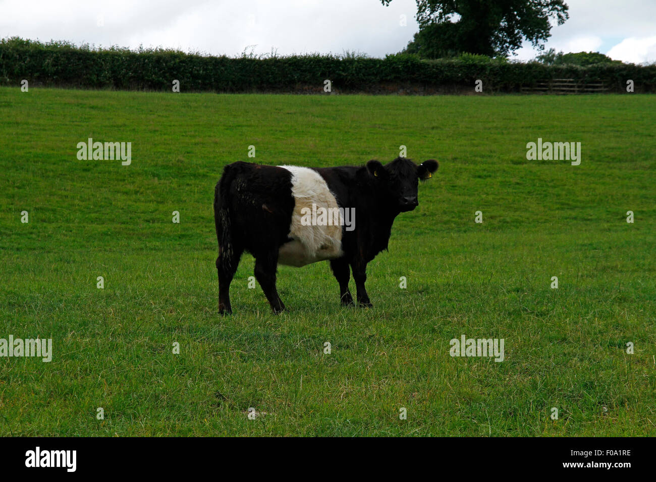 Beef cattle in the Devonshire countryside. Green rolling fields, stone ...