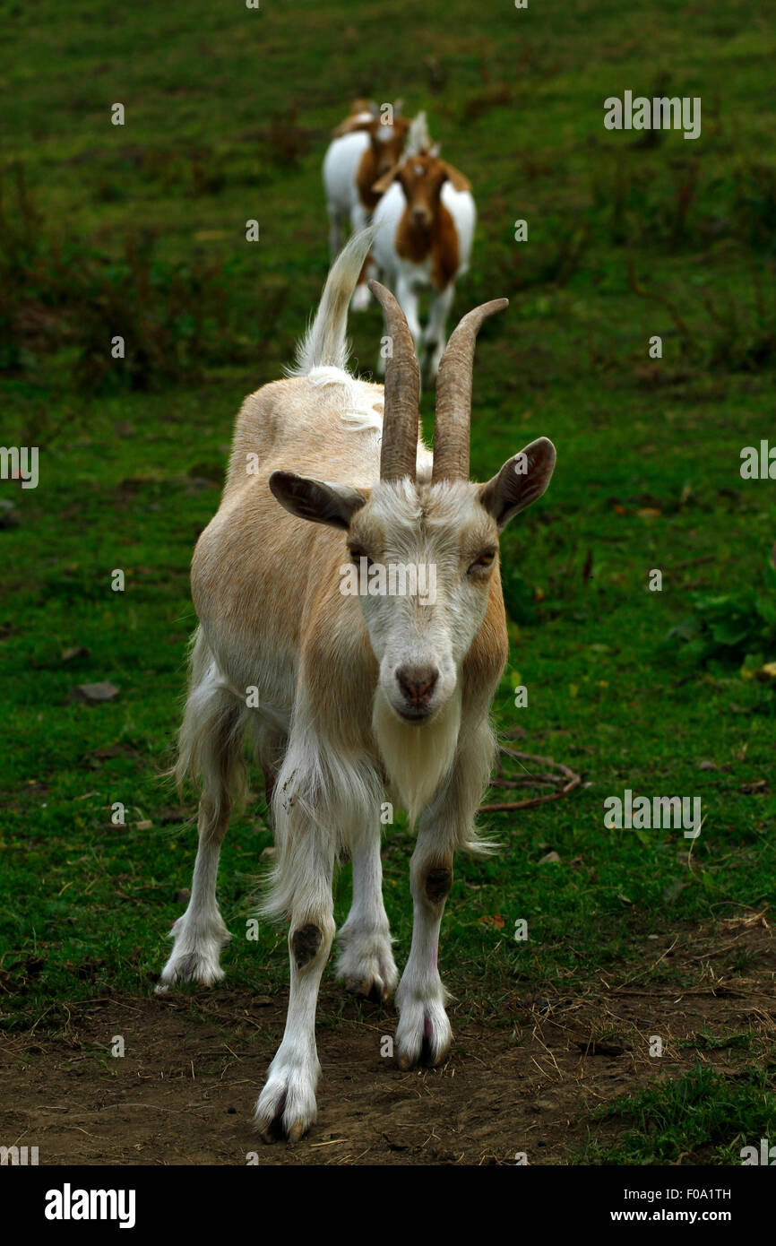 Domestic goats are in every country around the world Stock Photo - Alamy