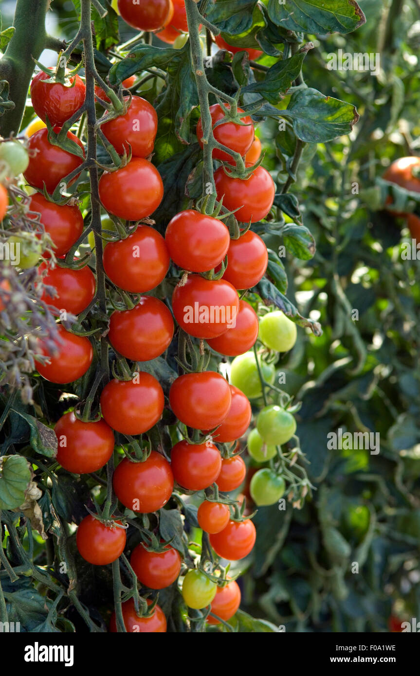 Gemysesorte hi-res stock photography and images - Alamy