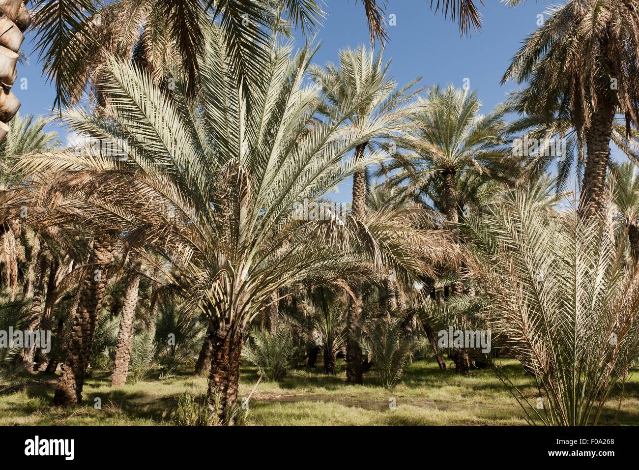 Date and palm trees in Al Hamra, Oman Stock Photo - Alamy