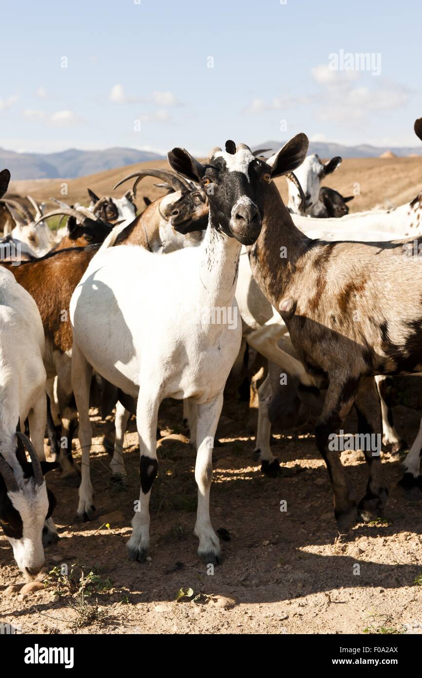 View of goats in desert of Salalah, Dhofar, Oman Stock Photo - Alamy