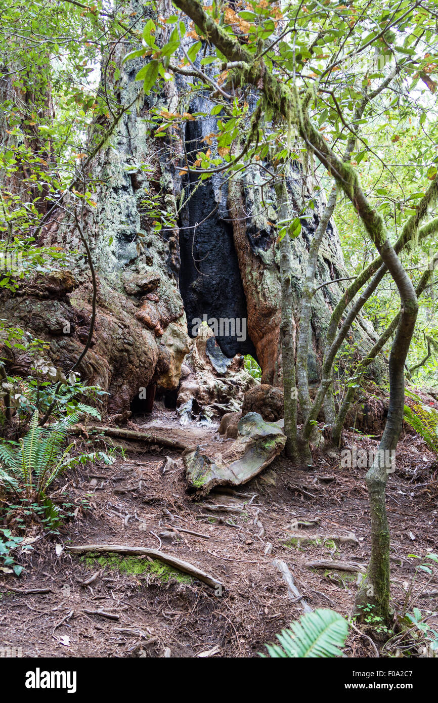 close up of a towering redwood tree in the forest with its distinctive ...