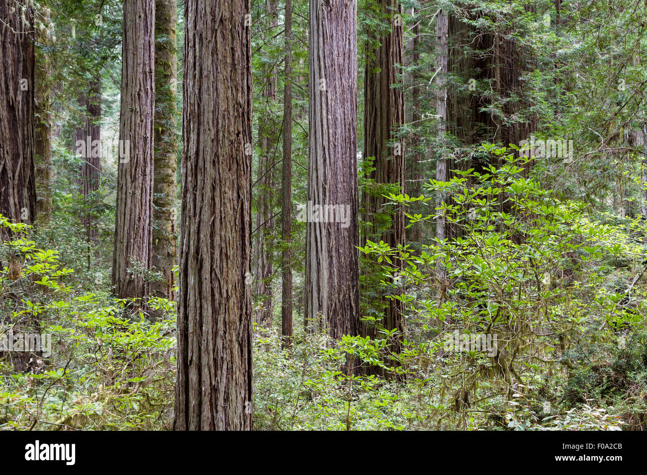 close up of a towering redwood tree in the forest with its distinctive ...