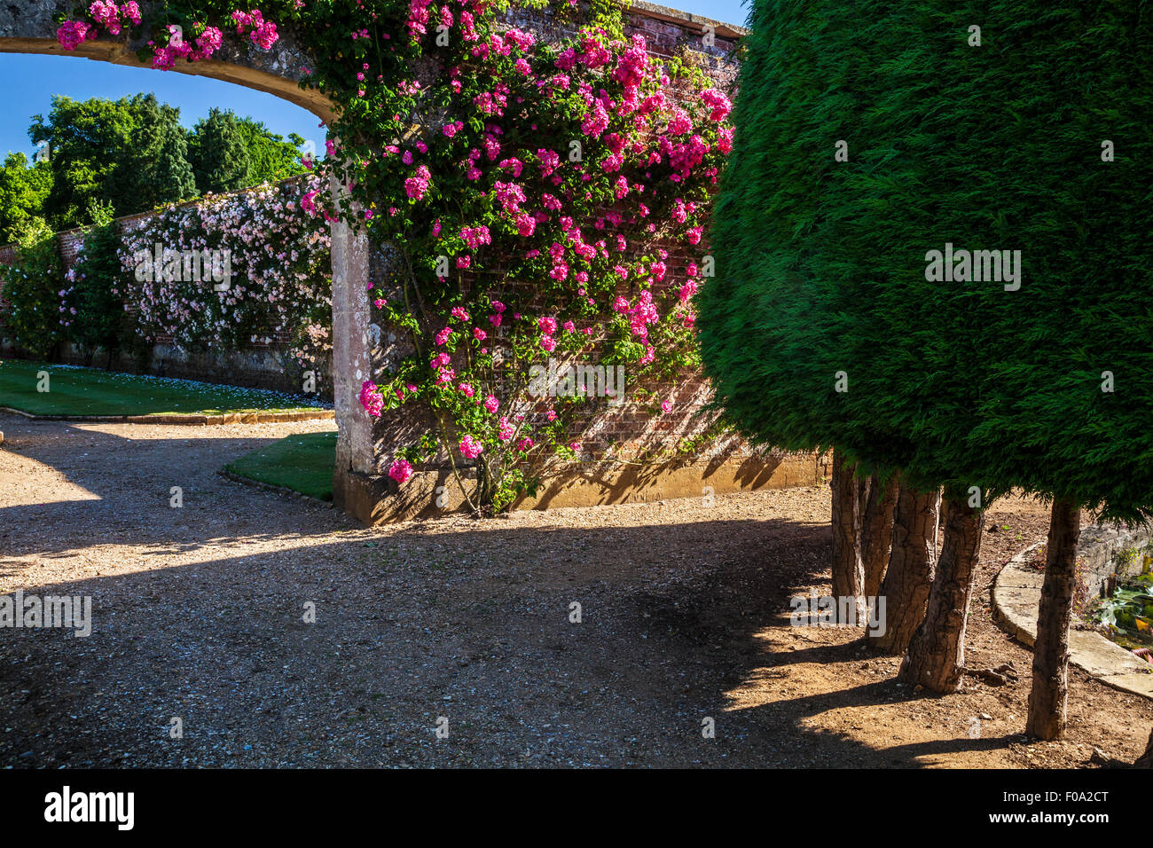 Climbing rose house hi-res stock photography and images - Alamy